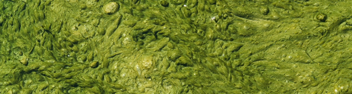 Blue Biomass – Creating Biogas from Seaweed