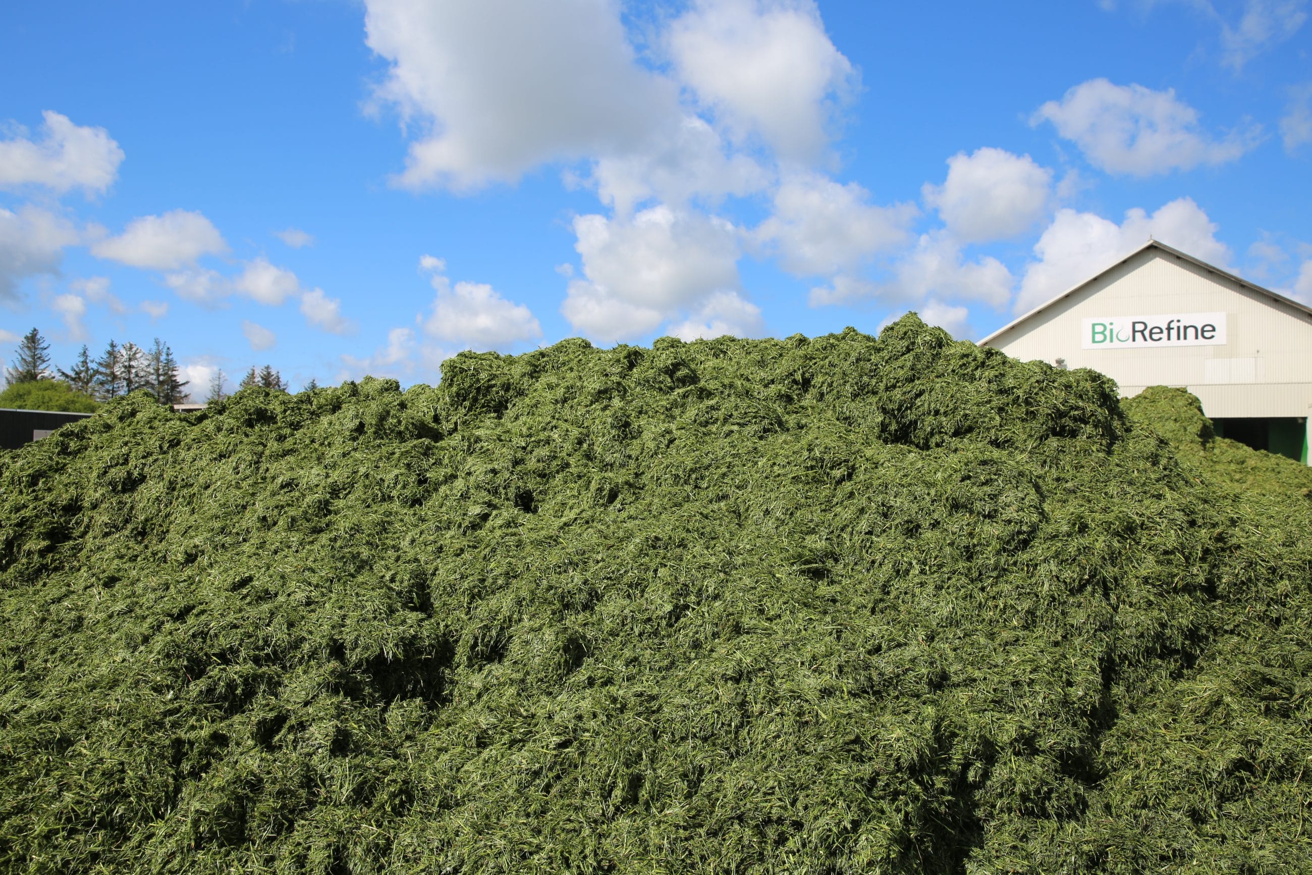 Biorefining of grass for protein production